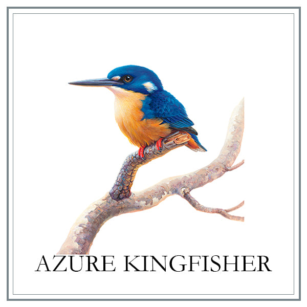 Kingfisher – Jeremy Boot Collections