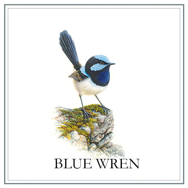 Blue Wren – Jeremy Boot Collections