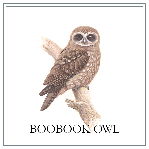 Owl – Jeremy Boot Collections