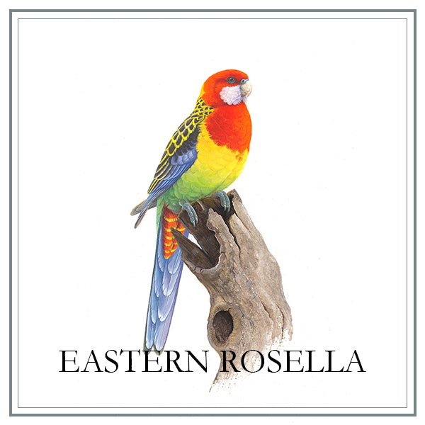 Rosella – Jeremy Boot Collections