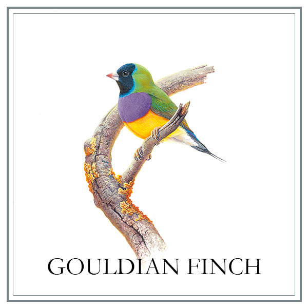 Finch – Jeremy Boot Collections