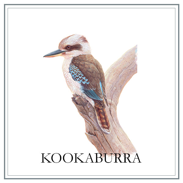 Kookaburra – Jeremy Boot Collections
