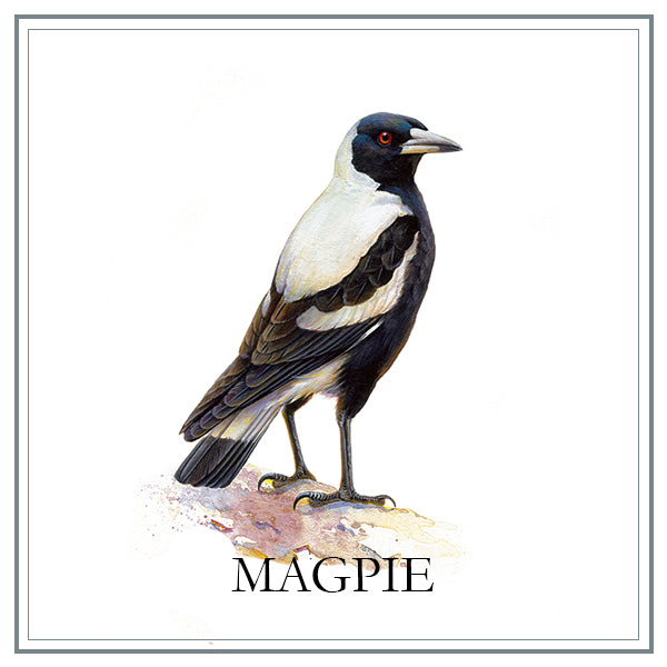 Magpie – Jeremy Boot Collections