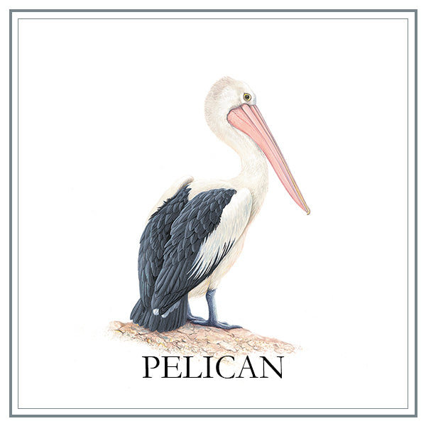 Pelican – Jeremy Boot Collections