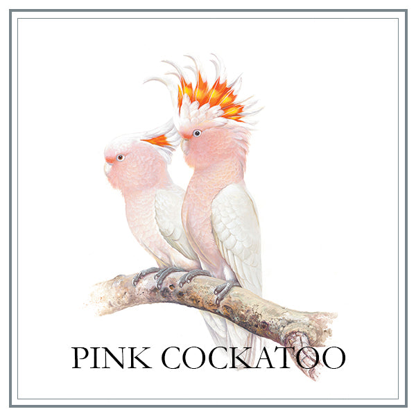 Cockatoo – Jeremy Boot Collections