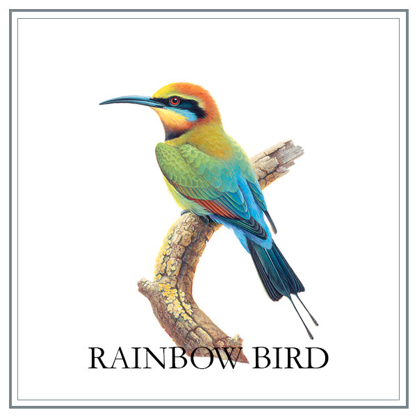 Rainbow Bird – Jeremy Boot Collections