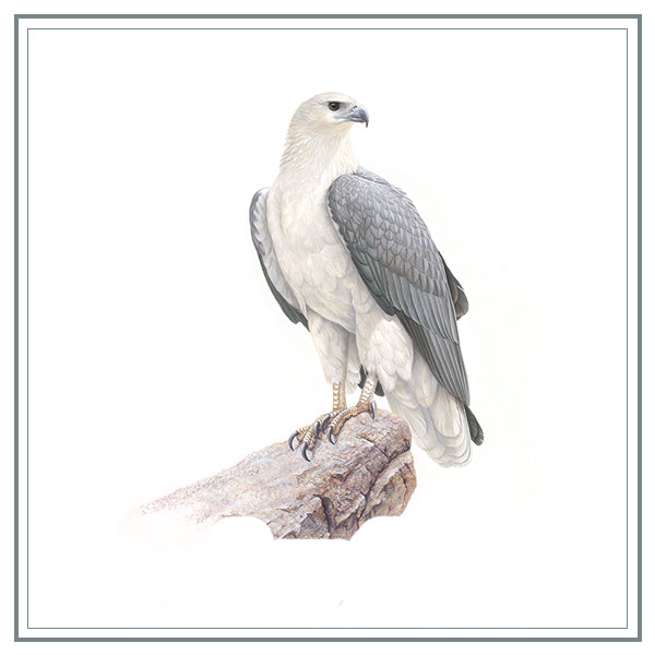 Eagle – Jeremy Boot Collections