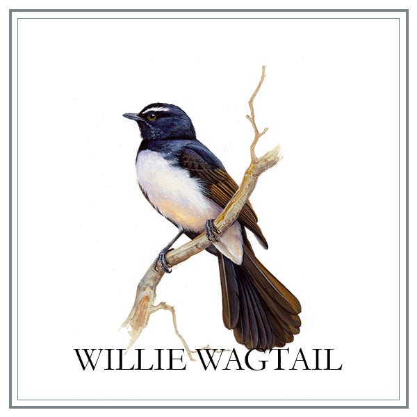 Willie Wagtail – Jeremy Boot Collections