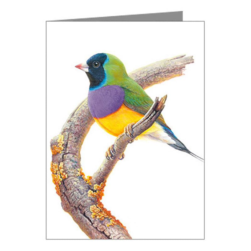 Gift Tag - Gouldian Finch – Jeremy Boot Collections