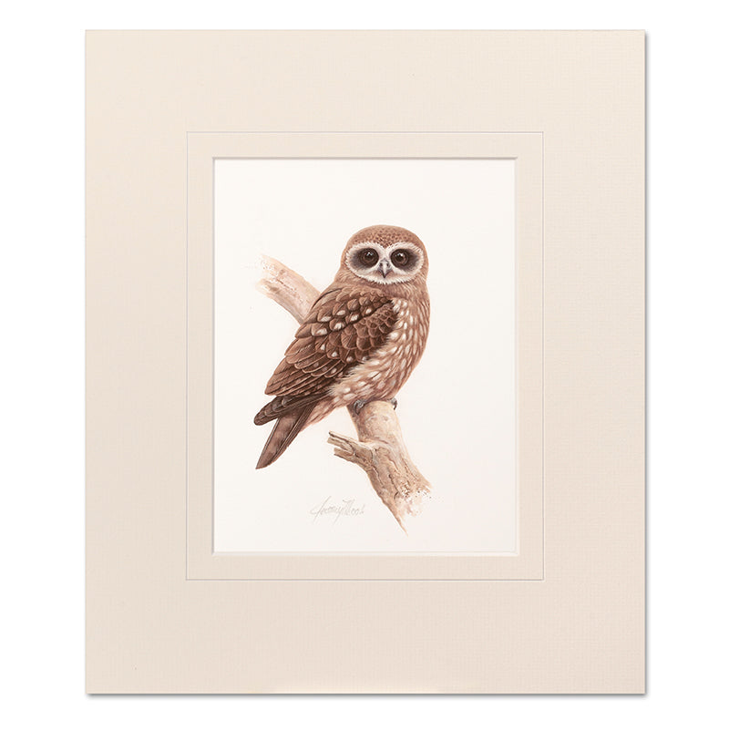 Mounted Print - Boobook Owl – Jeremy Boot Collections