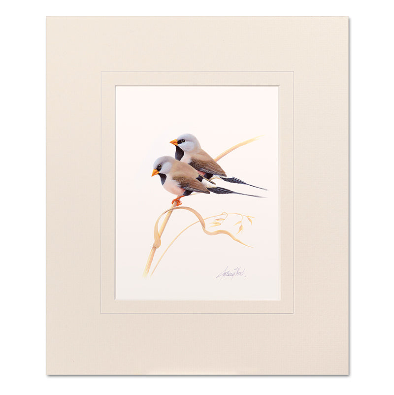 Mounted Print - Long-Tailed Finches – Jeremy Boot Collections
