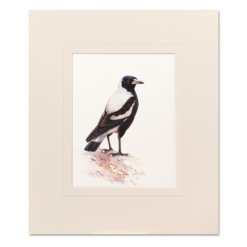 Mounted Print - Magpie – Jeremy Boot Collections