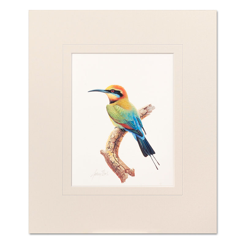 Mounted Print - Rainbow Bird – Jeremy Boot Collections