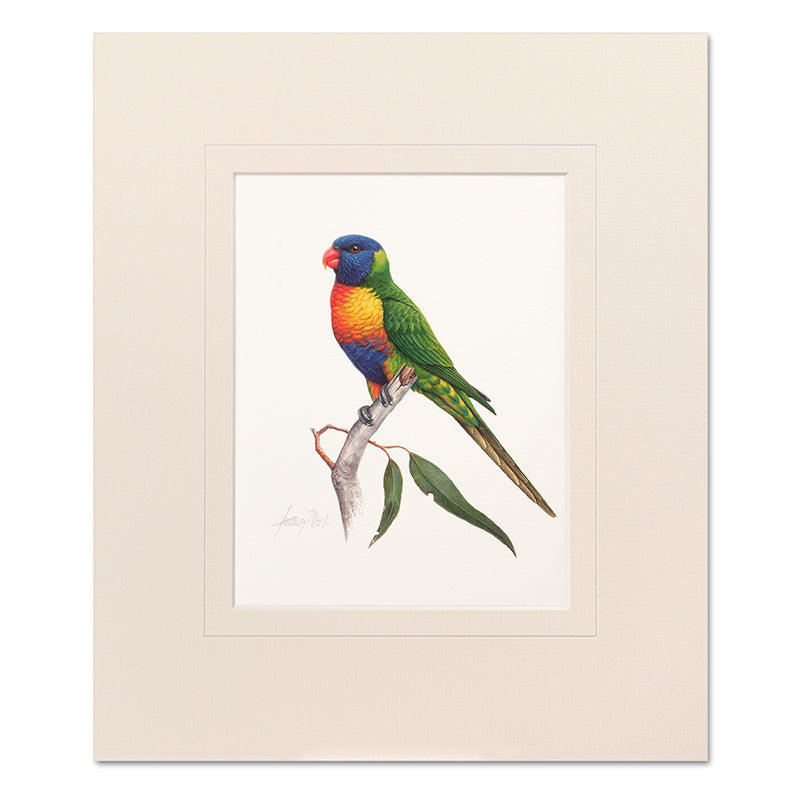Mounted Print - Rainbow Lorikeet – Jeremy Boot Collections