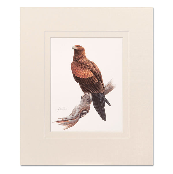 Mounted Print - Wedge-Tailed Eagle – Jeremy Boot Collections