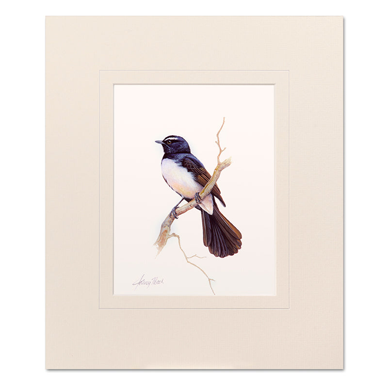 Mounted Print - Willie Wagtail – Jeremy Boot Collections